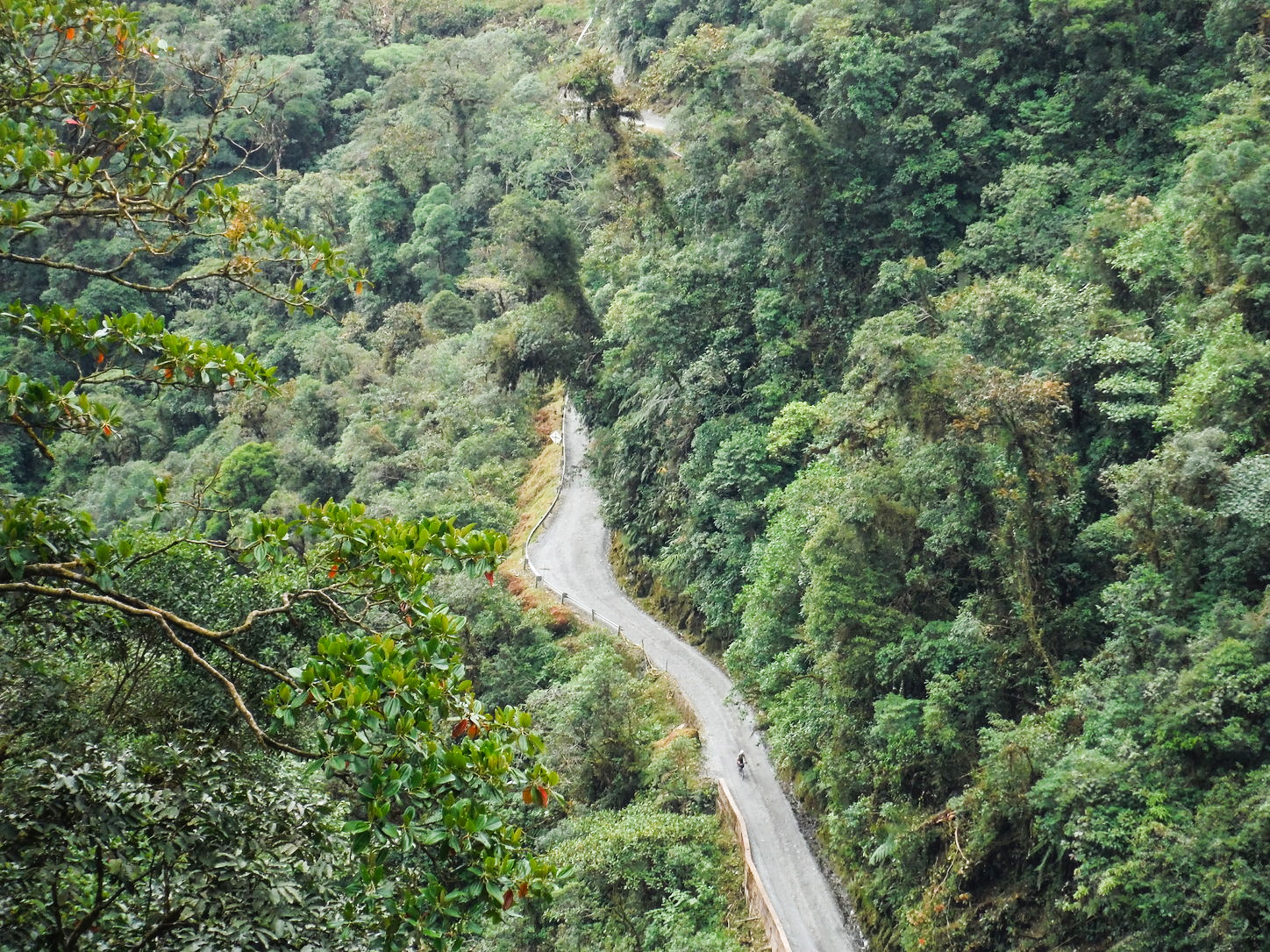 Cycling, Carbon & Planting Trees | TDA Global Cycling
