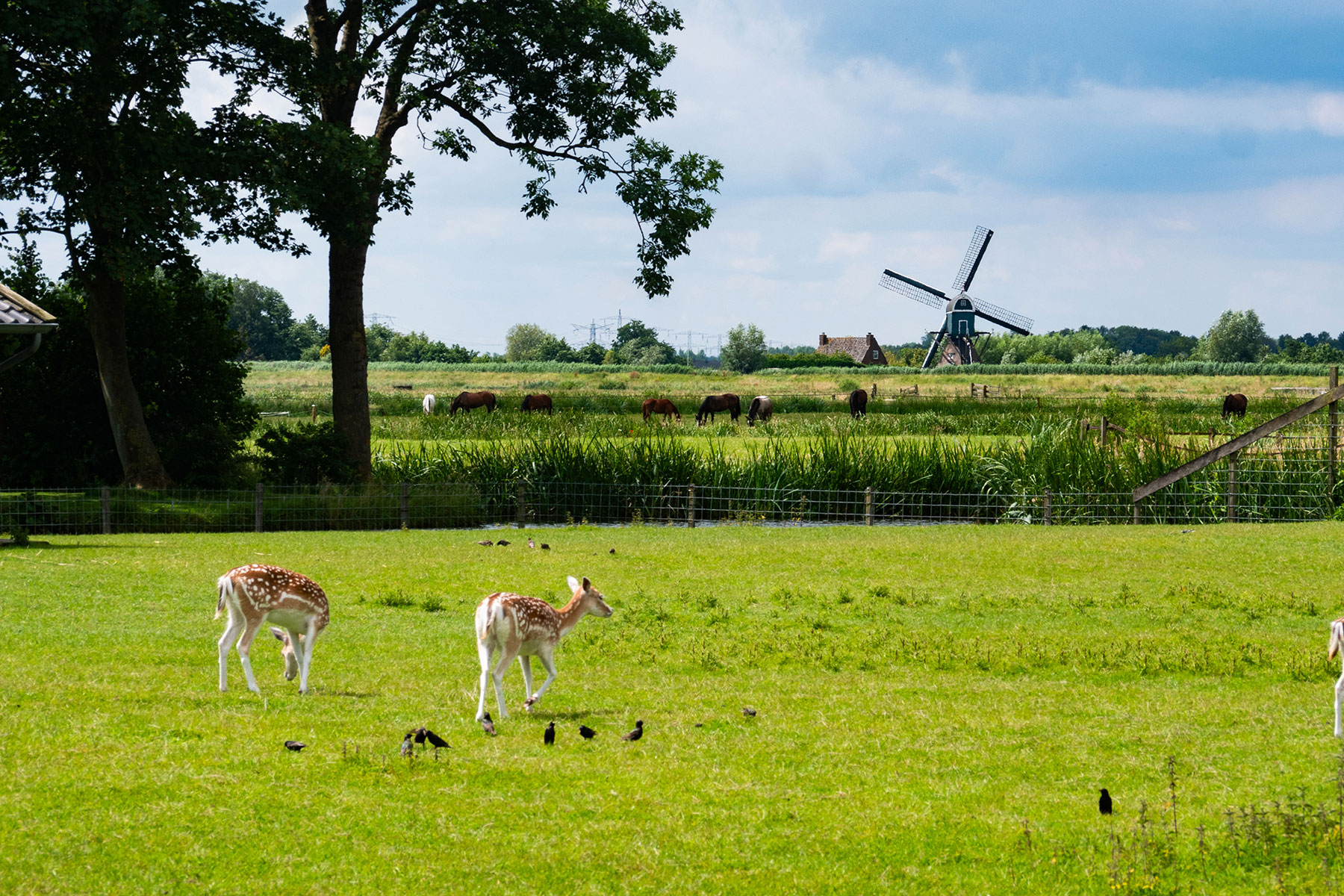 Iconic Dutch Windmills: Their Many Uses & How They Work | TDA Global ...