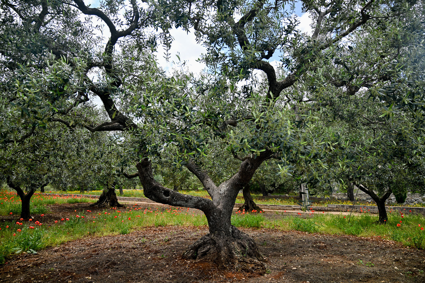 Adventures On The Olive Route Cycling Tour | TDA Global Cycling